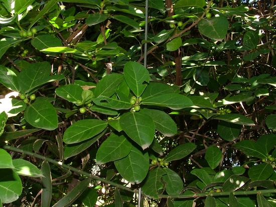 PlantNET - FloraOnline